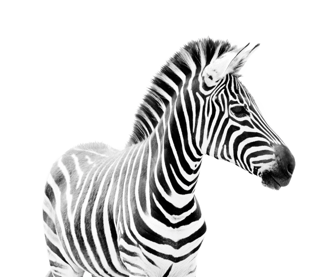 HOME - Zebra Direction